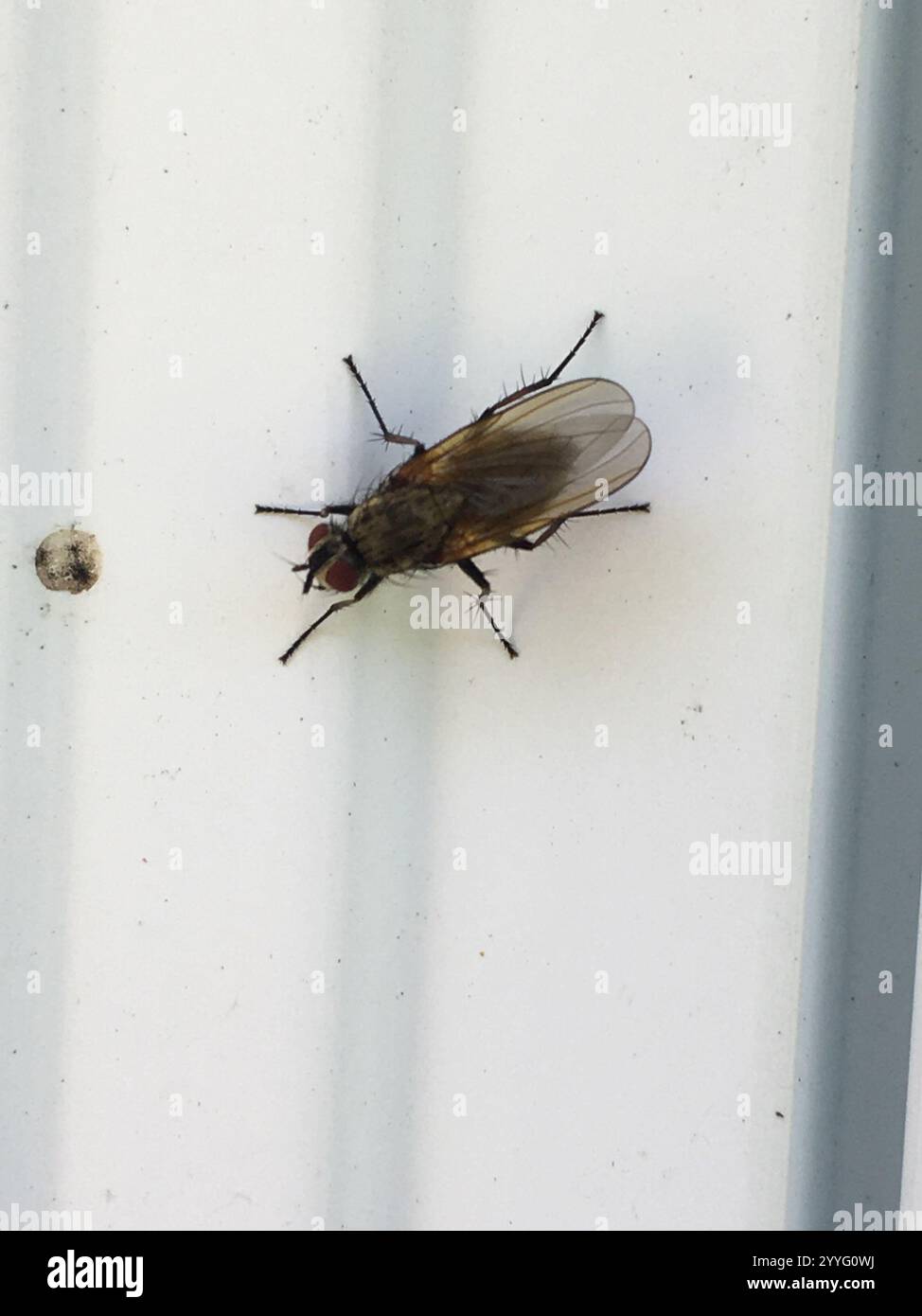 Root-maggot Flies (Anthomyiidae Stock Photo - Alamy