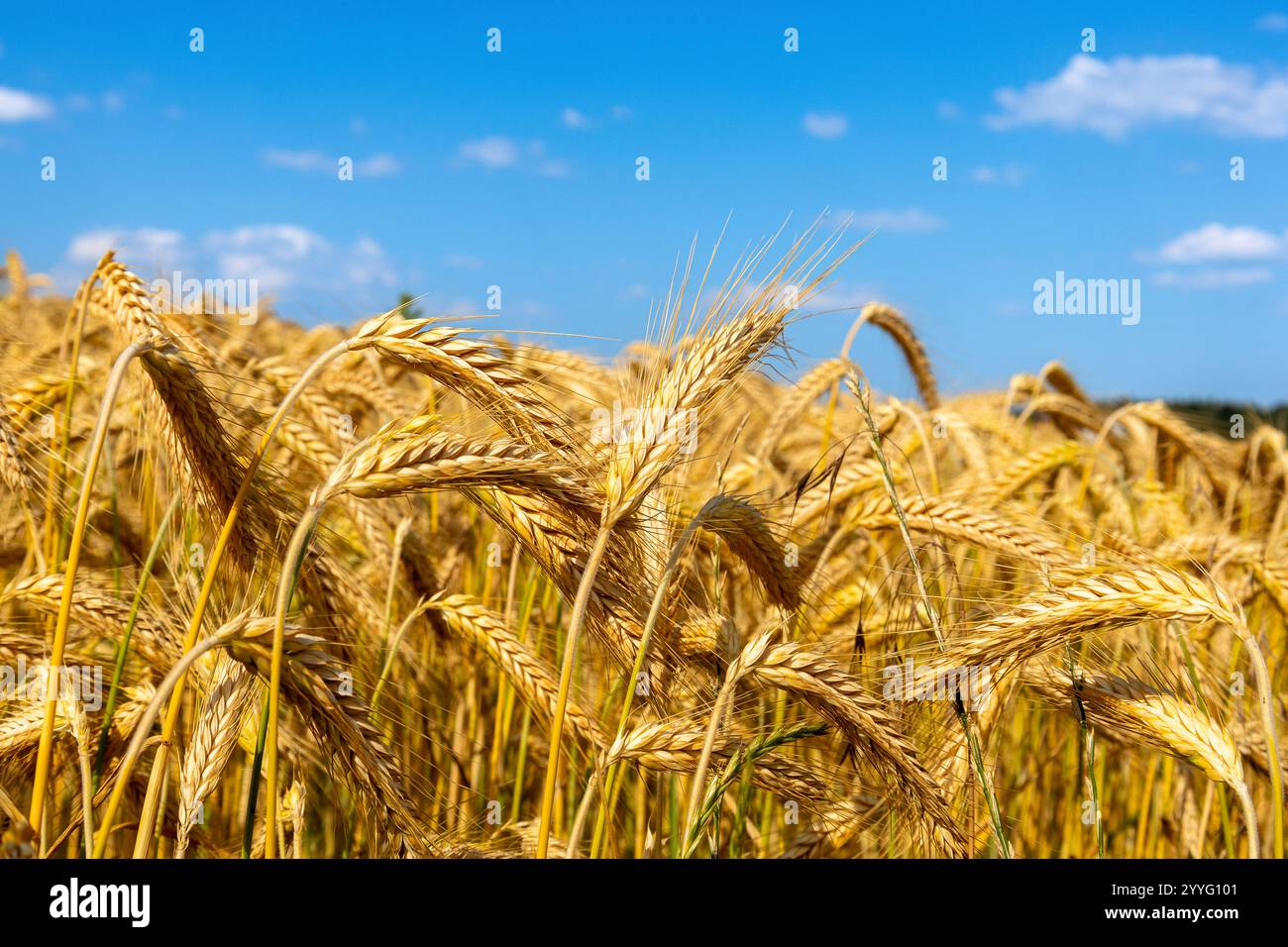 Golden wheat field and sunset sky, landscape of agricultural grain ...