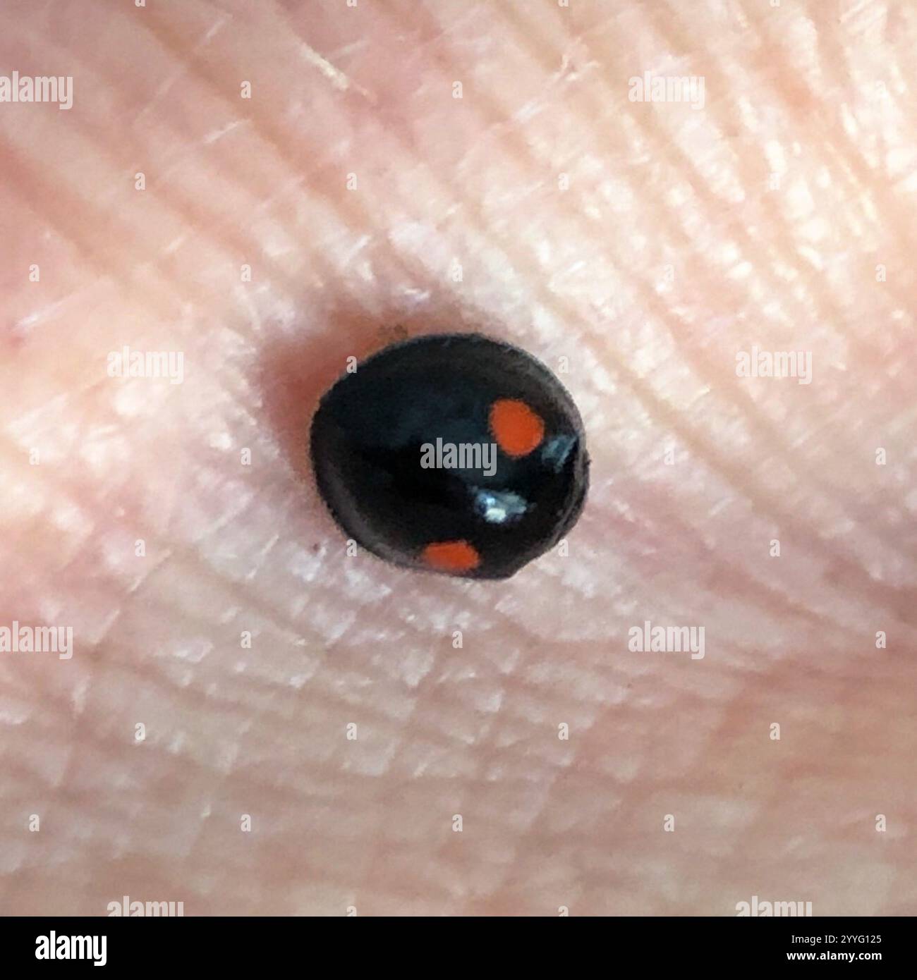 Twice-stabbed Lady Beetle (Chilocorus stigma Stock Photo - Alamy