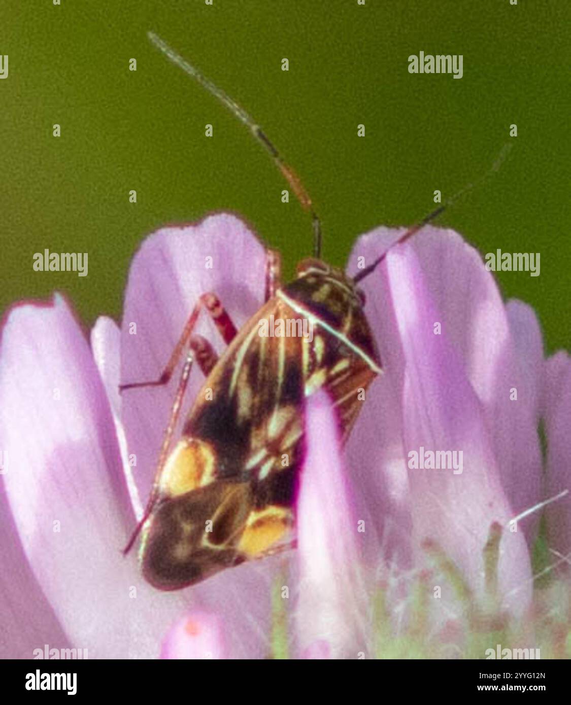 North American Tarnished Plant Bug (Lygus lineolaris Stock Photo - Alamy
