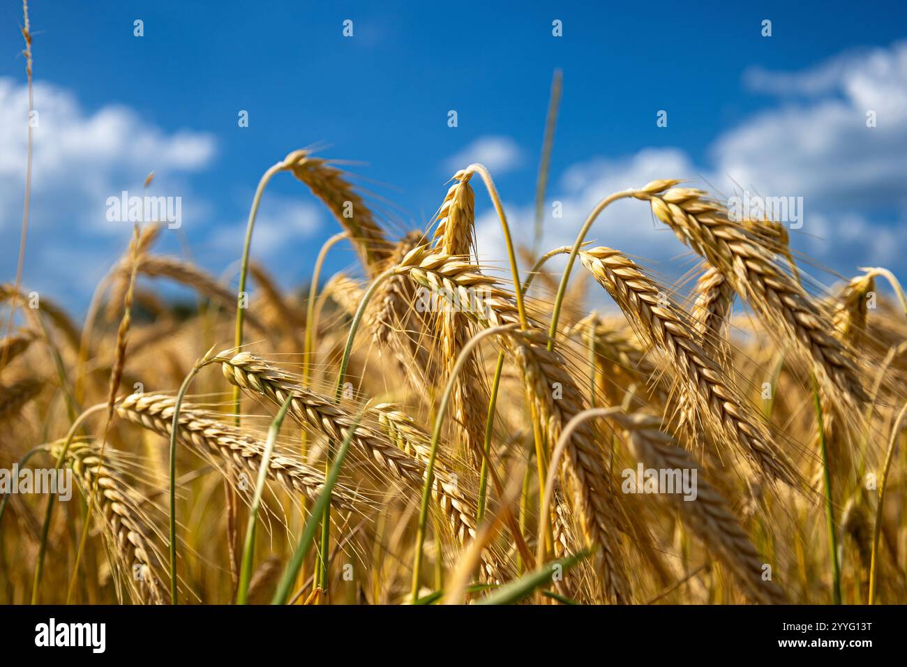 Golden wheat field and sunset sky, landscape of agricultural grain ...
