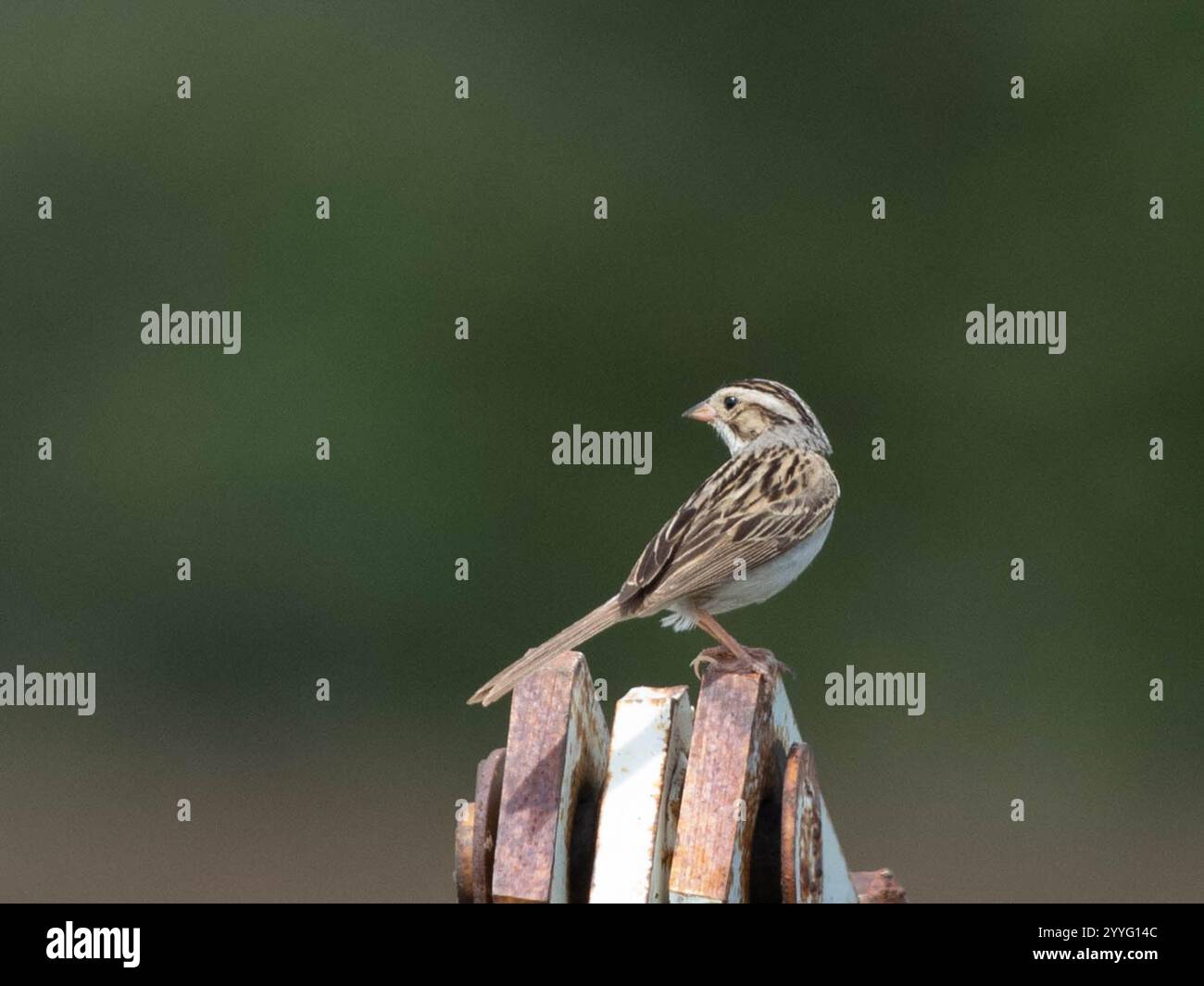 Clay-colored Sparrow (Spizella pallida Stock Photo - Alamy