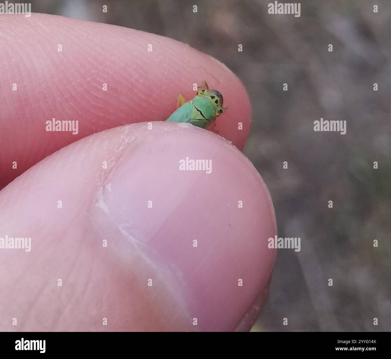 Green Leafhopper (Cicadella viridis Stock Photo - Alamy
