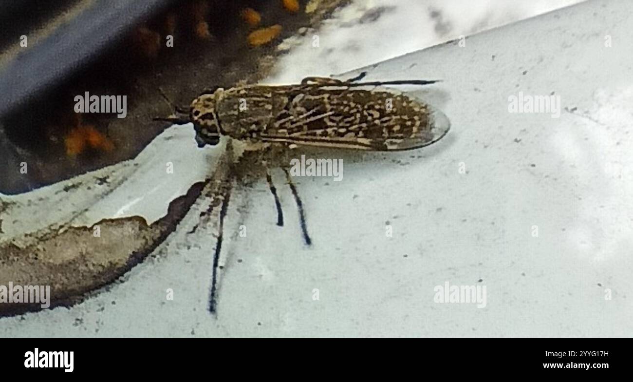 Notch-horned Cleg (Haematopota pluvialis Stock Photo - Alamy