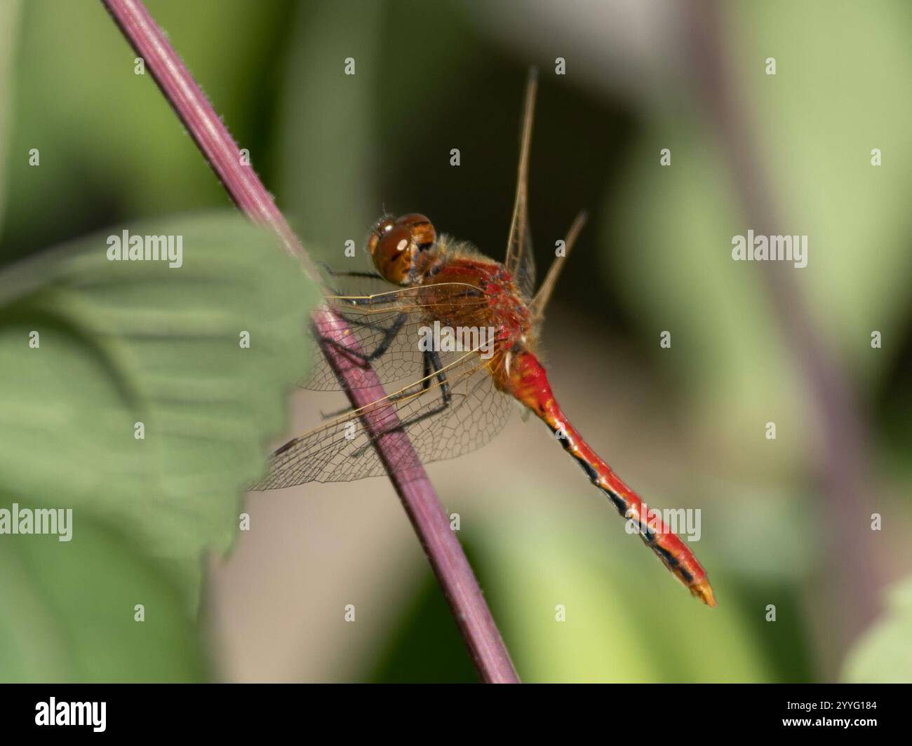 Cherry-faced Meadowhawk (Sympetrum internum Stock Photo - Alamy