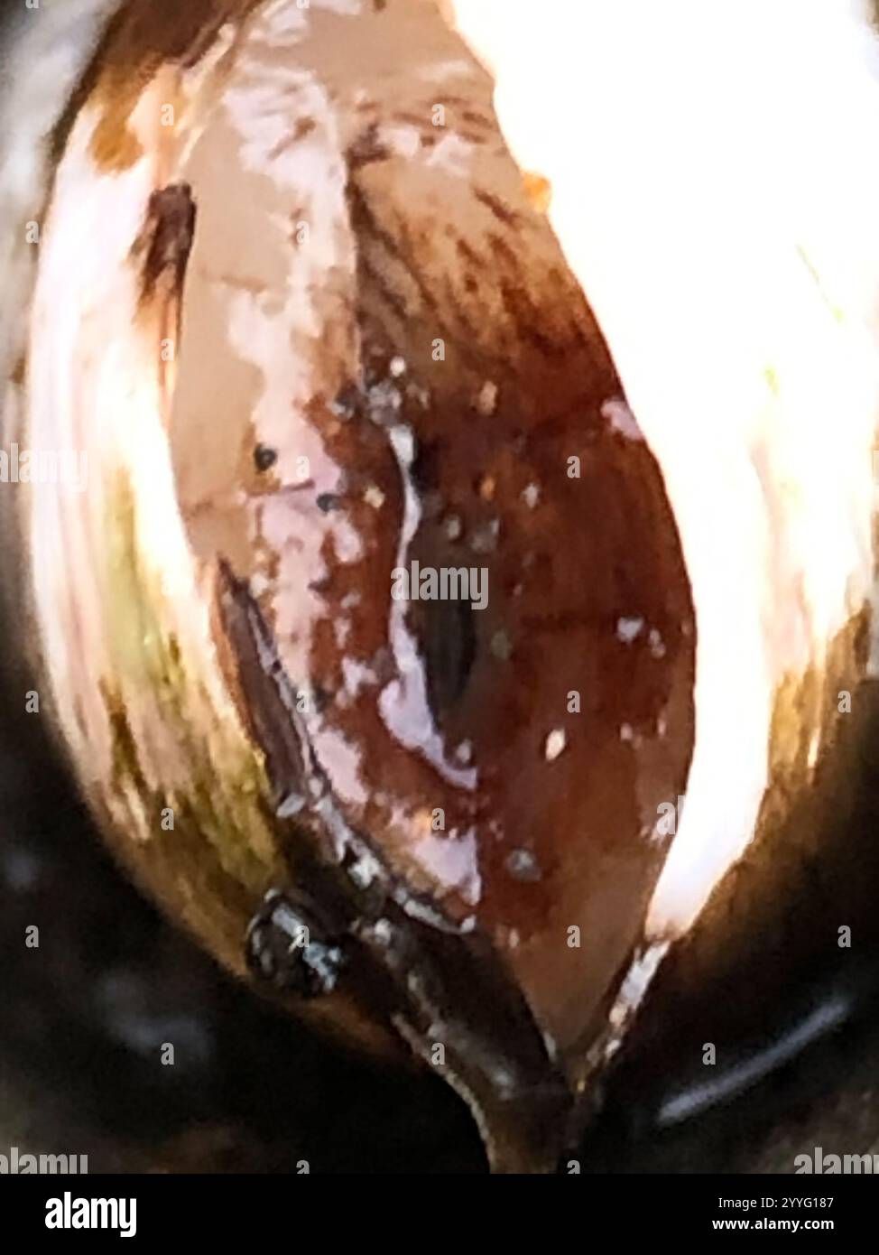 Scale-sided Piddock (Parapholas californica Stock Photo - Alamy