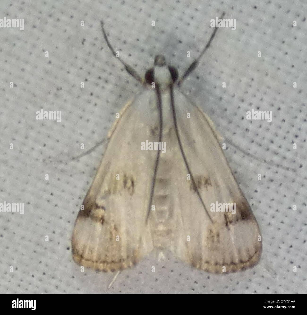 Polymorphic Pondweed Moth (Parapoynx maculalis Stock Photo - Alamy