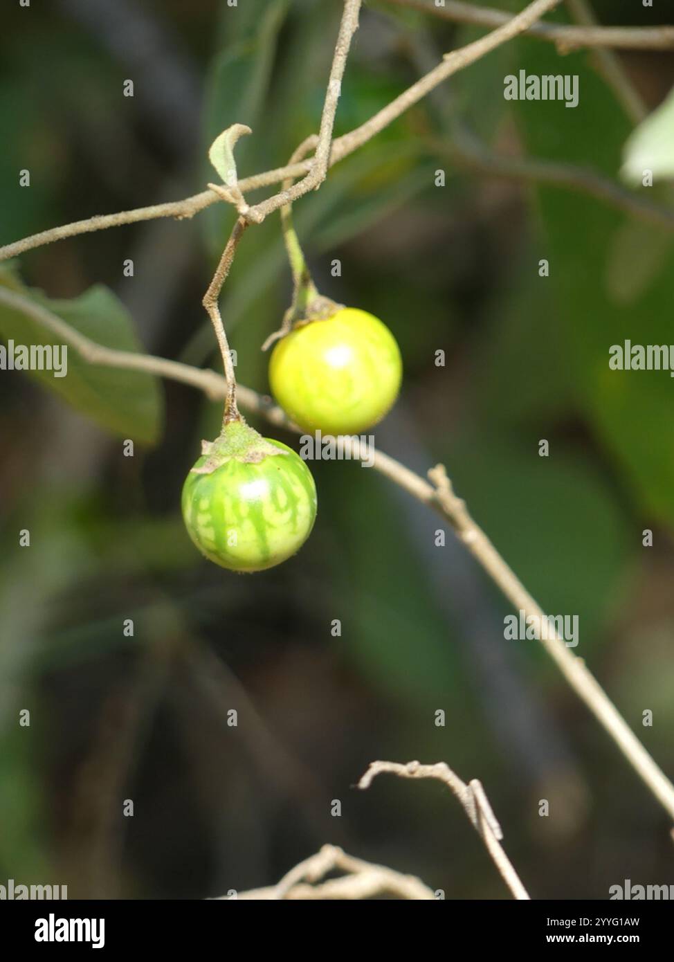 bitter-apple (Solanum campylacanthum Stock Photo - Alamy