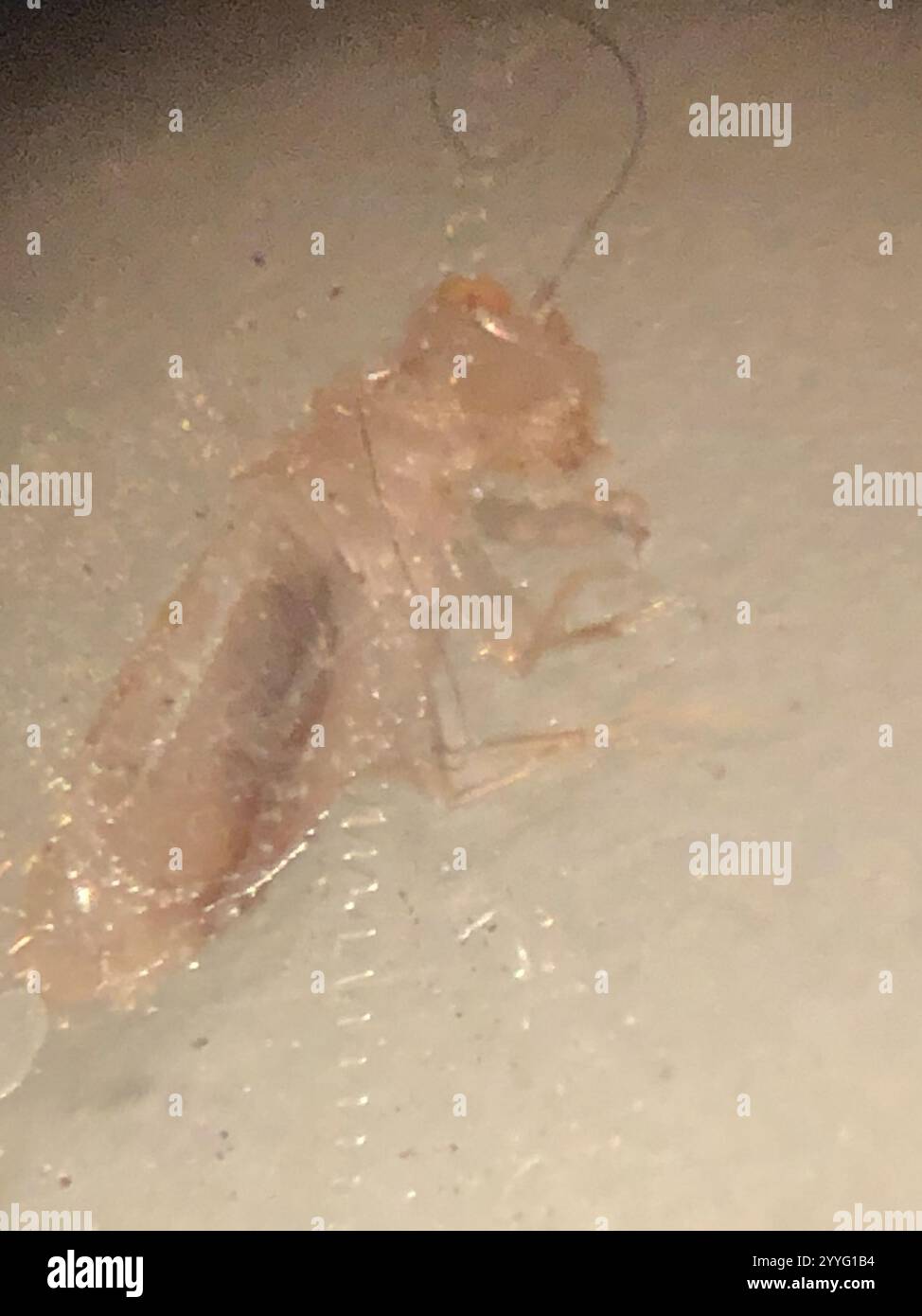 Granary Booklice (Trogiidae Stock Photo - Alamy
