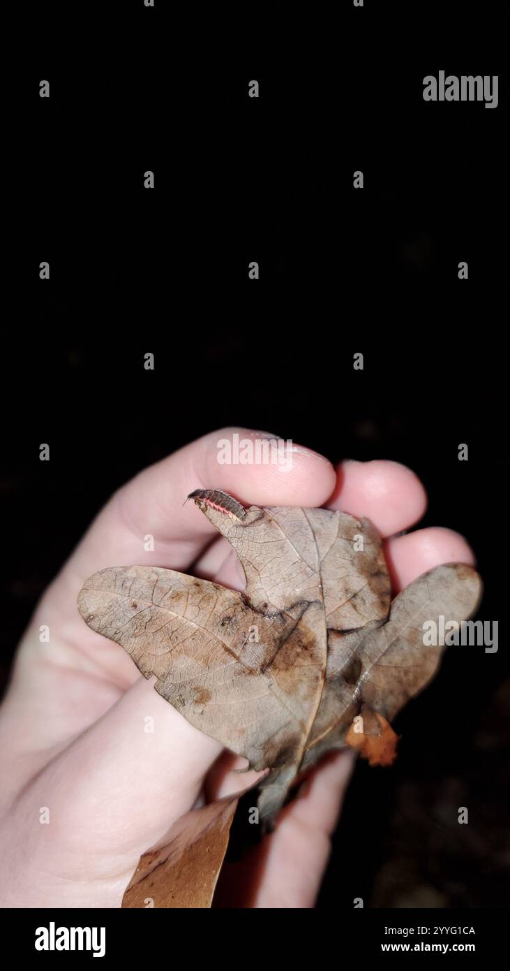 European Glow-worm (Lampyris noctiluca Stock Photo - Alamy