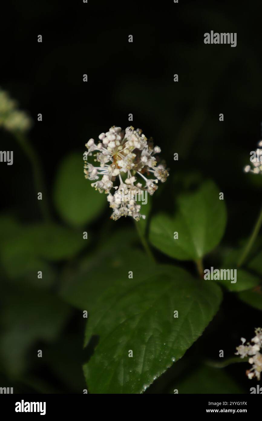 New Jersey tea (Ceanothus americanus Stock Photo - Alamy