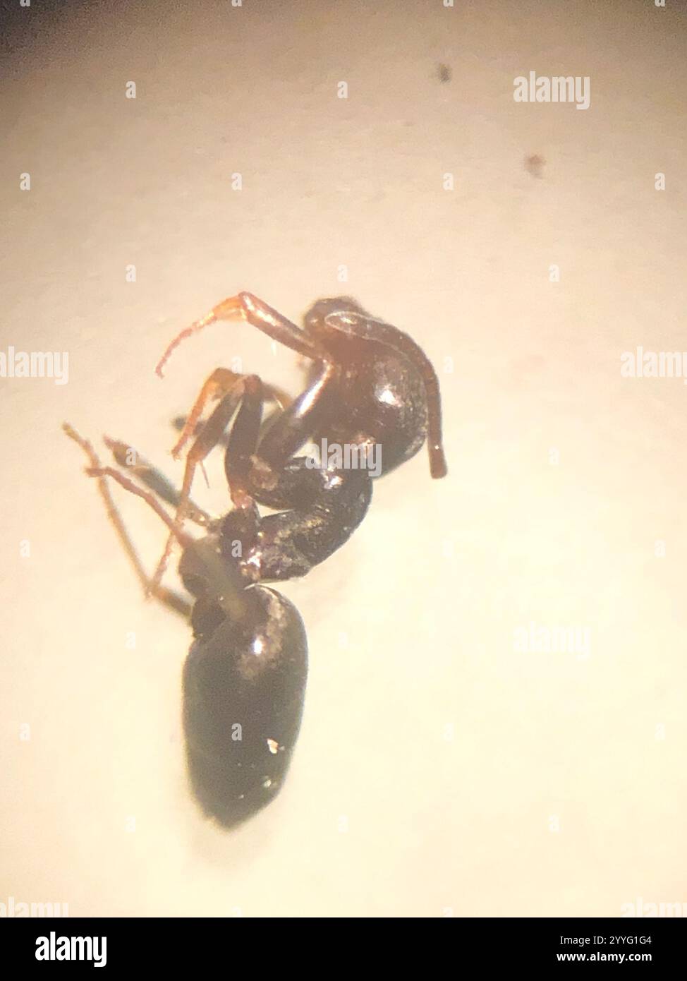 Dark Rover Ant (Brachymyrmex patagonicus Stock Photo - Alamy