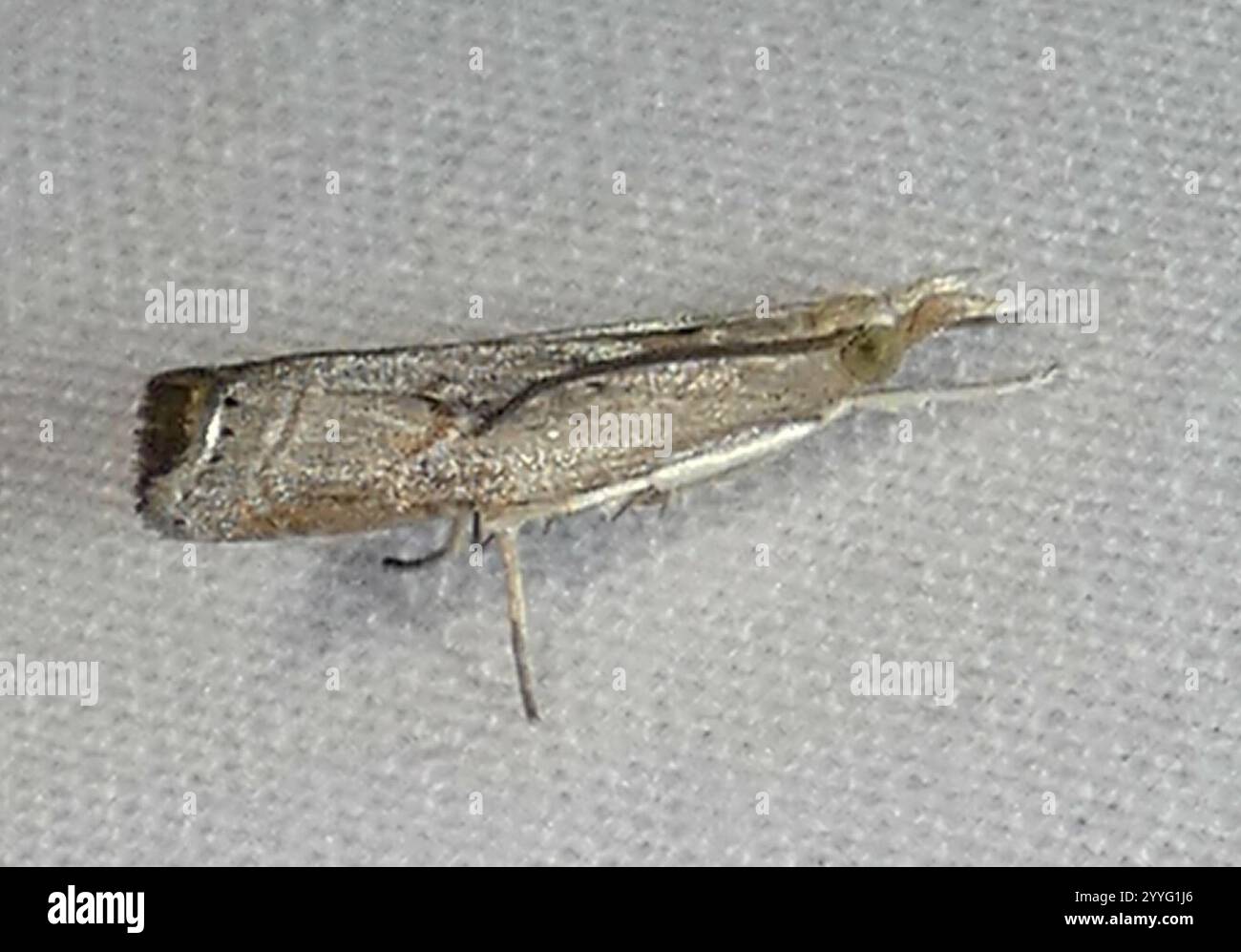 Bluegrass Webworm Moth (Parapediasia teterrellus Stock Photo - Alamy