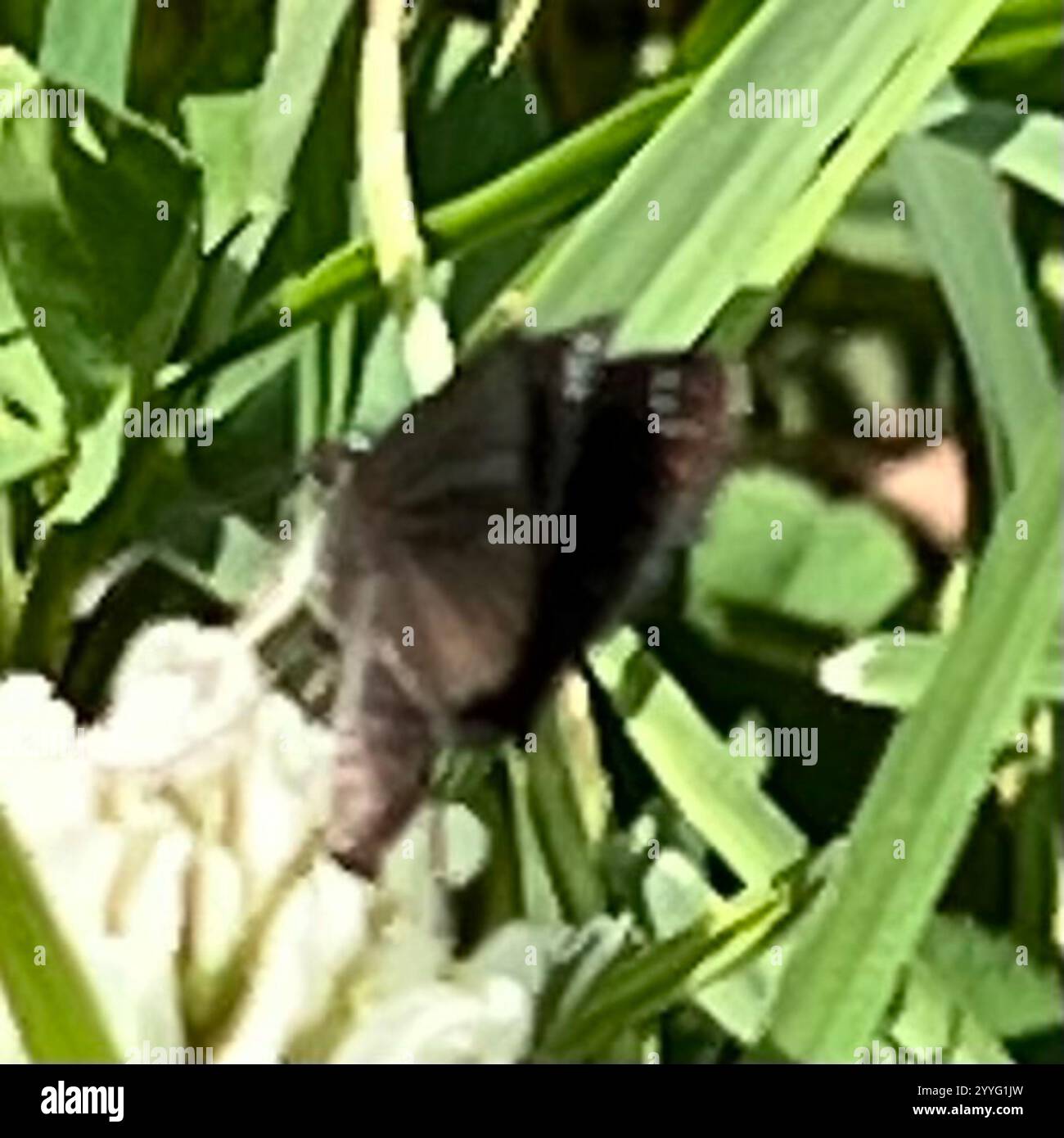 Common Sootywing (Pholisora catullus Stock Photo - Alamy