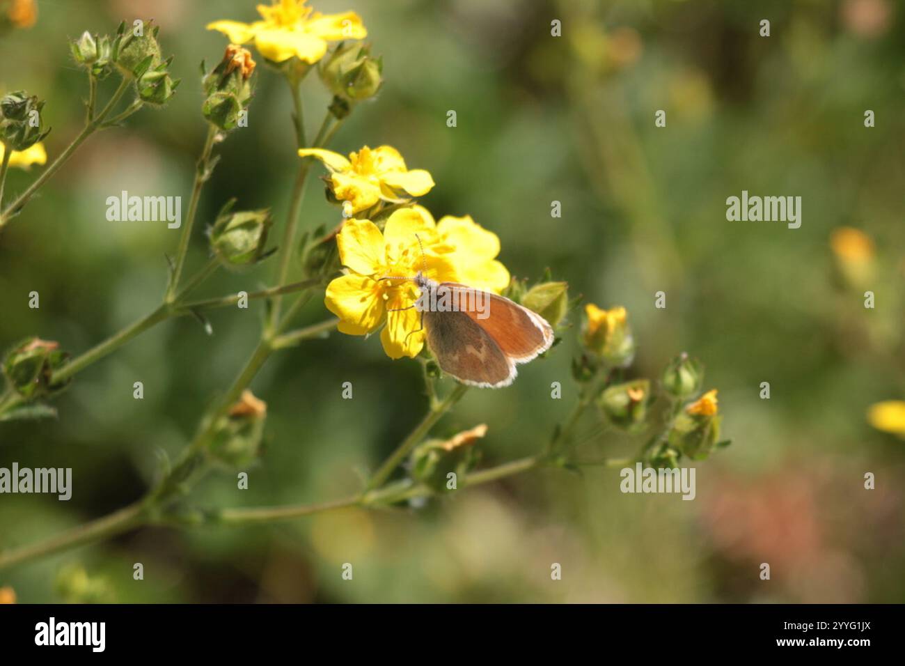 Common Ringlet (Coenonympha california Stock Photo - Alamy