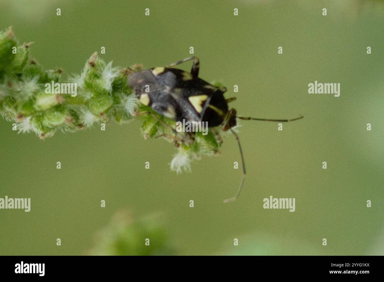 Three Spotted Nettle Bug (Liocoris tripustulatus Stock Photo - Alamy
