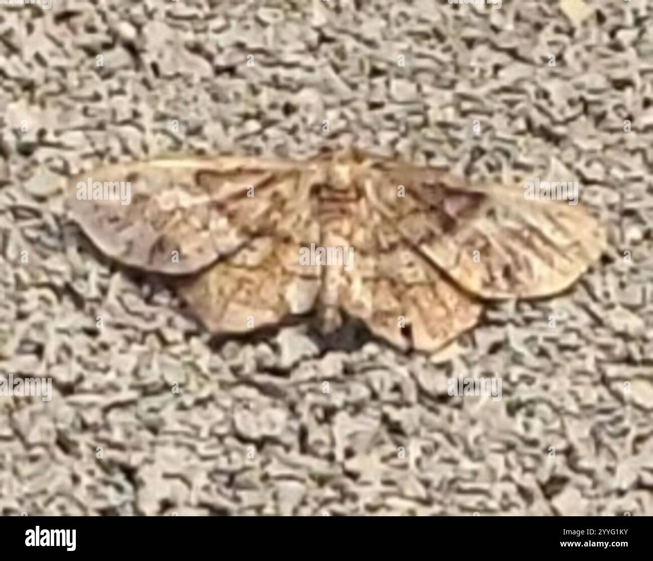Geometer Moths (Geometridae Stock Photo - Alamy