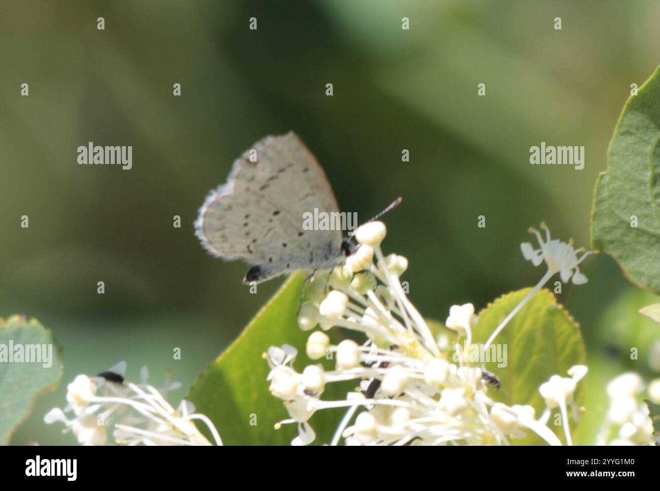 Echo Azure (Celastrina echo Stock Photo - Alamy