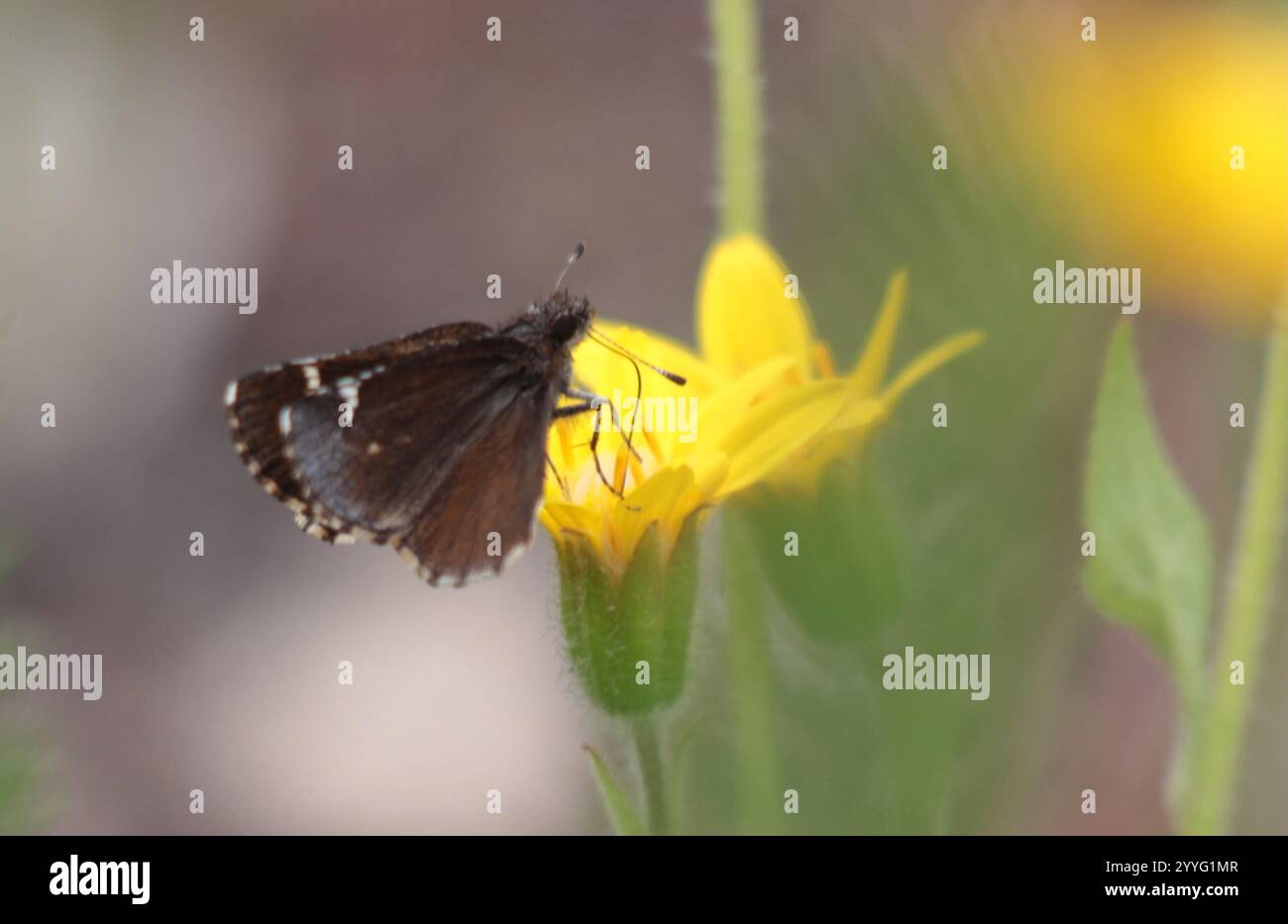 Common Roadside-Skipper (Amblyscirtes vialis Stock Photo - Alamy