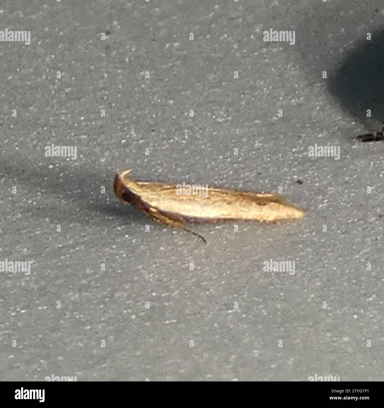 Soybean webworm hi-res stock photography and images - Alamy
