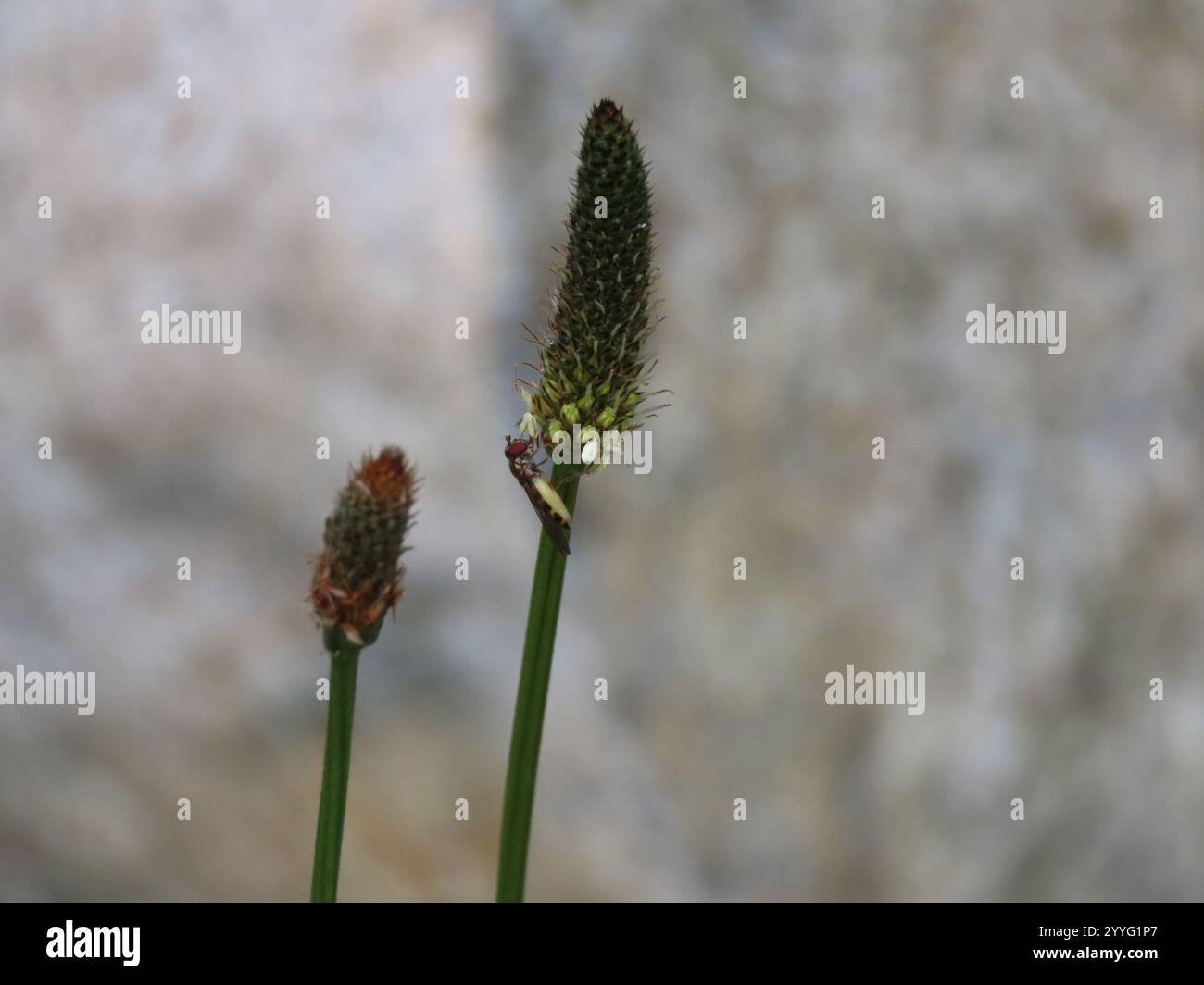 Variable Duskyface Fly (Melanostoma mellinum Stock Photo - Alamy