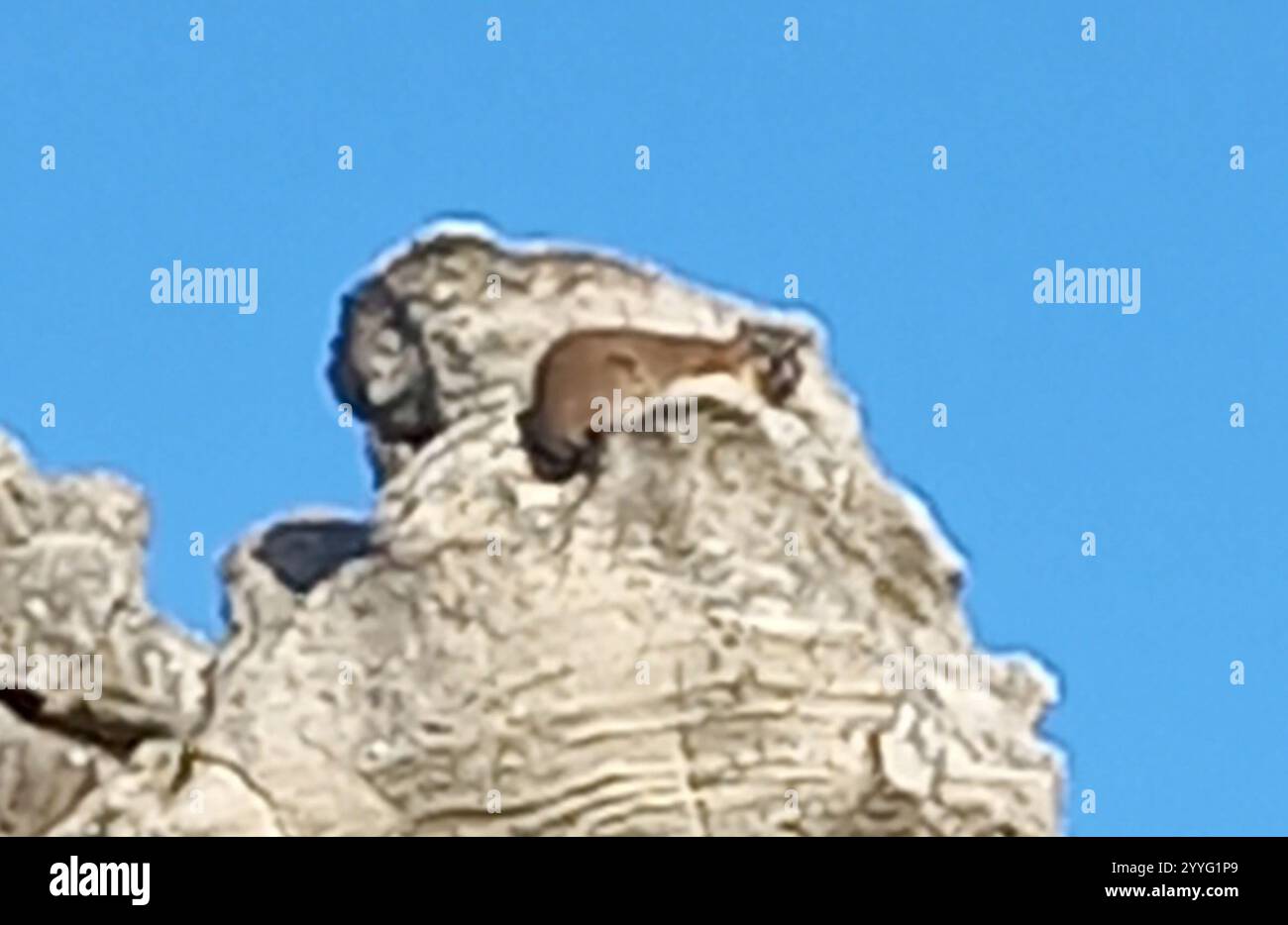 Cape Rock Hyrax (Procavia capensis capensis Stock Photo - Alamy