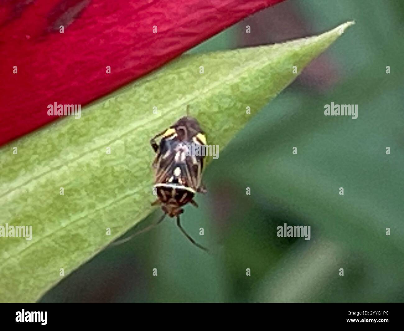 North American Tarnished Plant Bug (Lygus lineolaris Stock Photo - Alamy