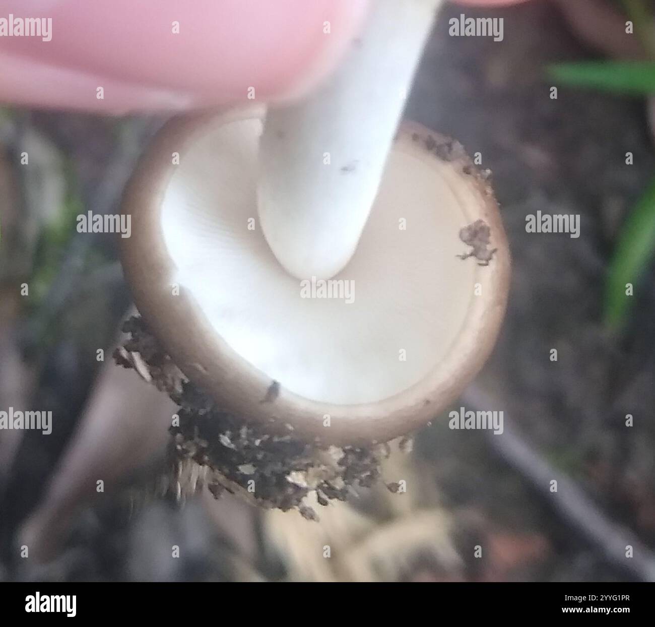Brittlestems and Allies (Psathyrellaceae Stock Photo - Alamy