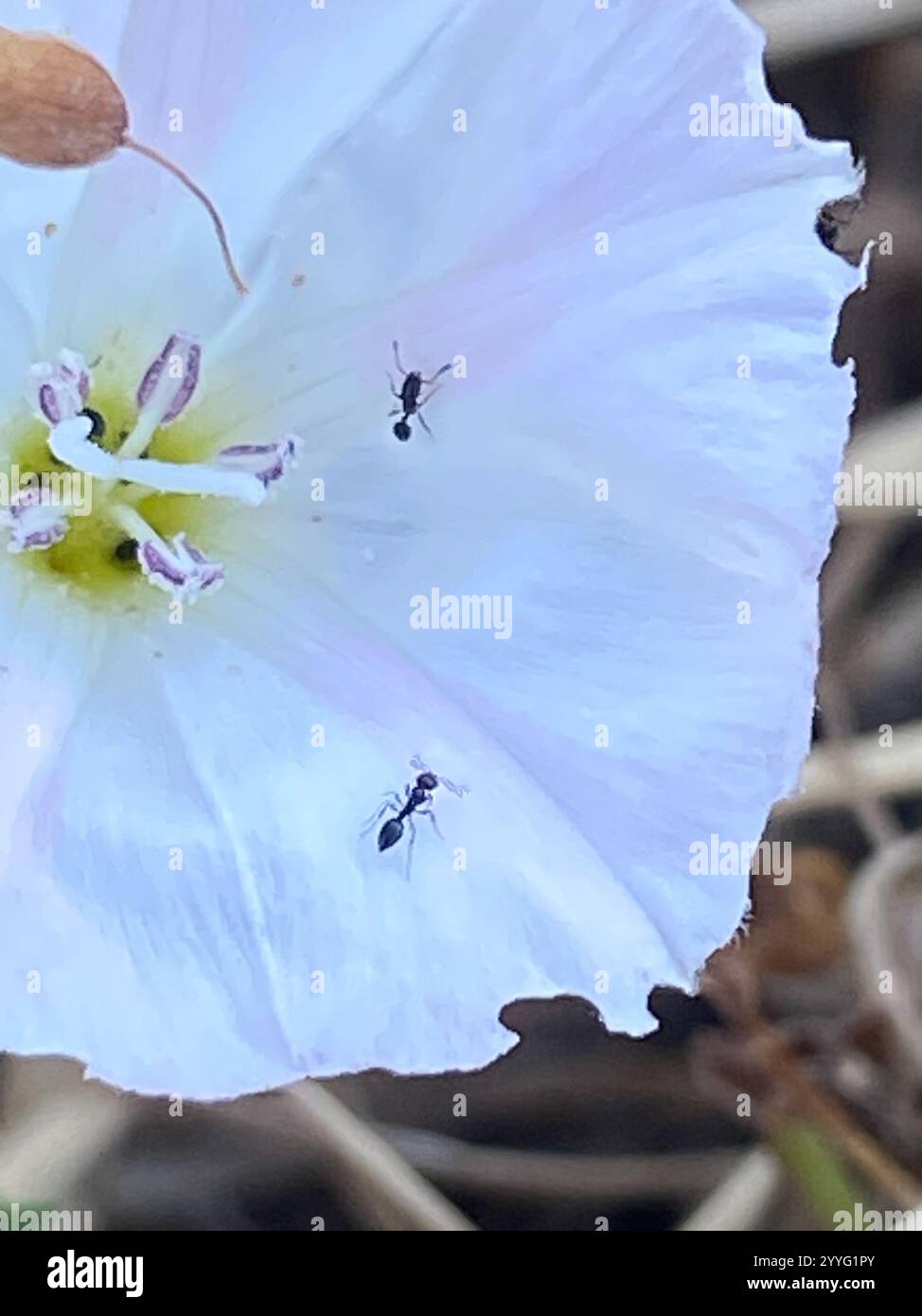 Common Trailing Ant (Monomorium minimum Stock Photo - Alamy