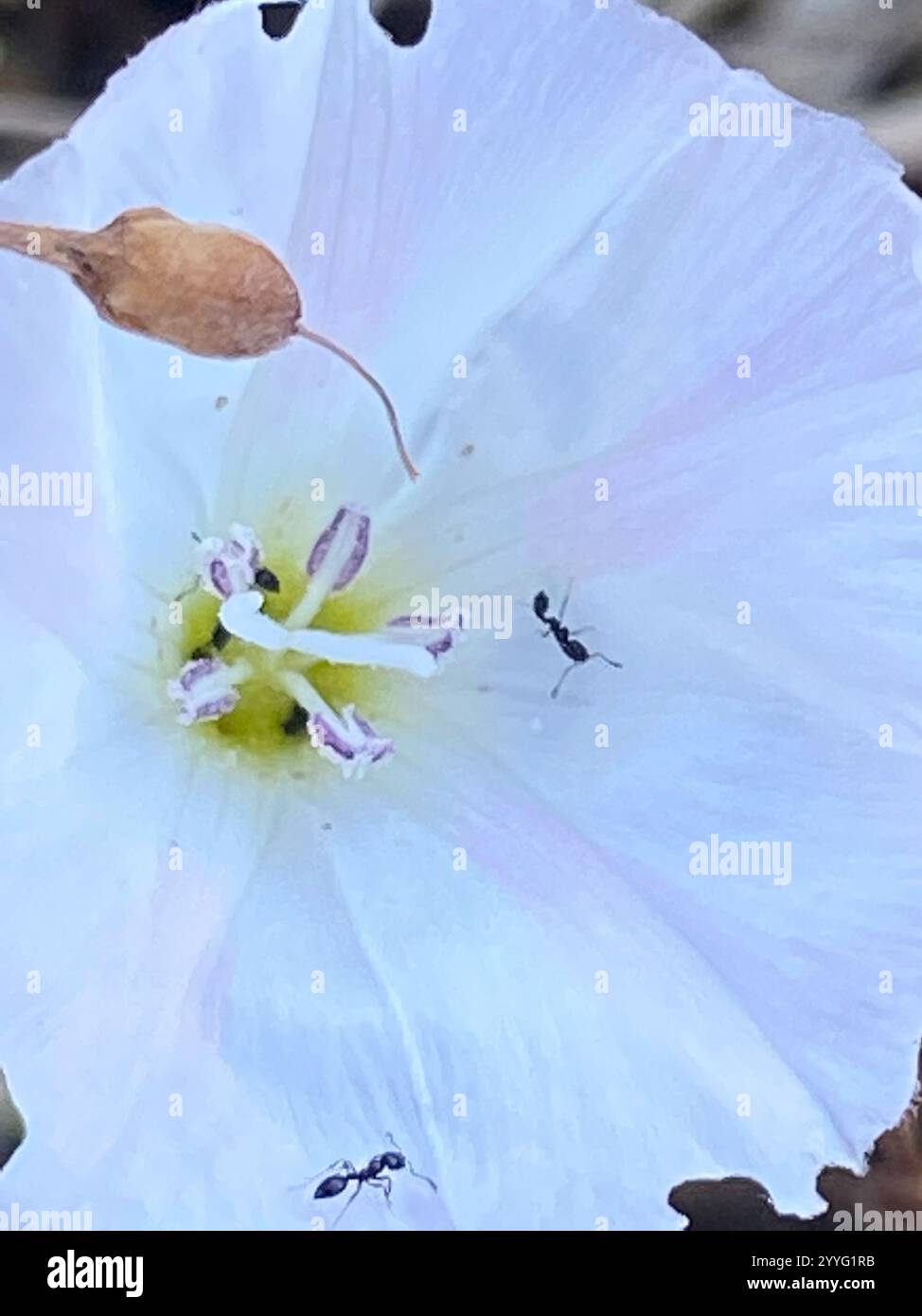 Common Trailing Ant (Monomorium minimum Stock Photo - Alamy