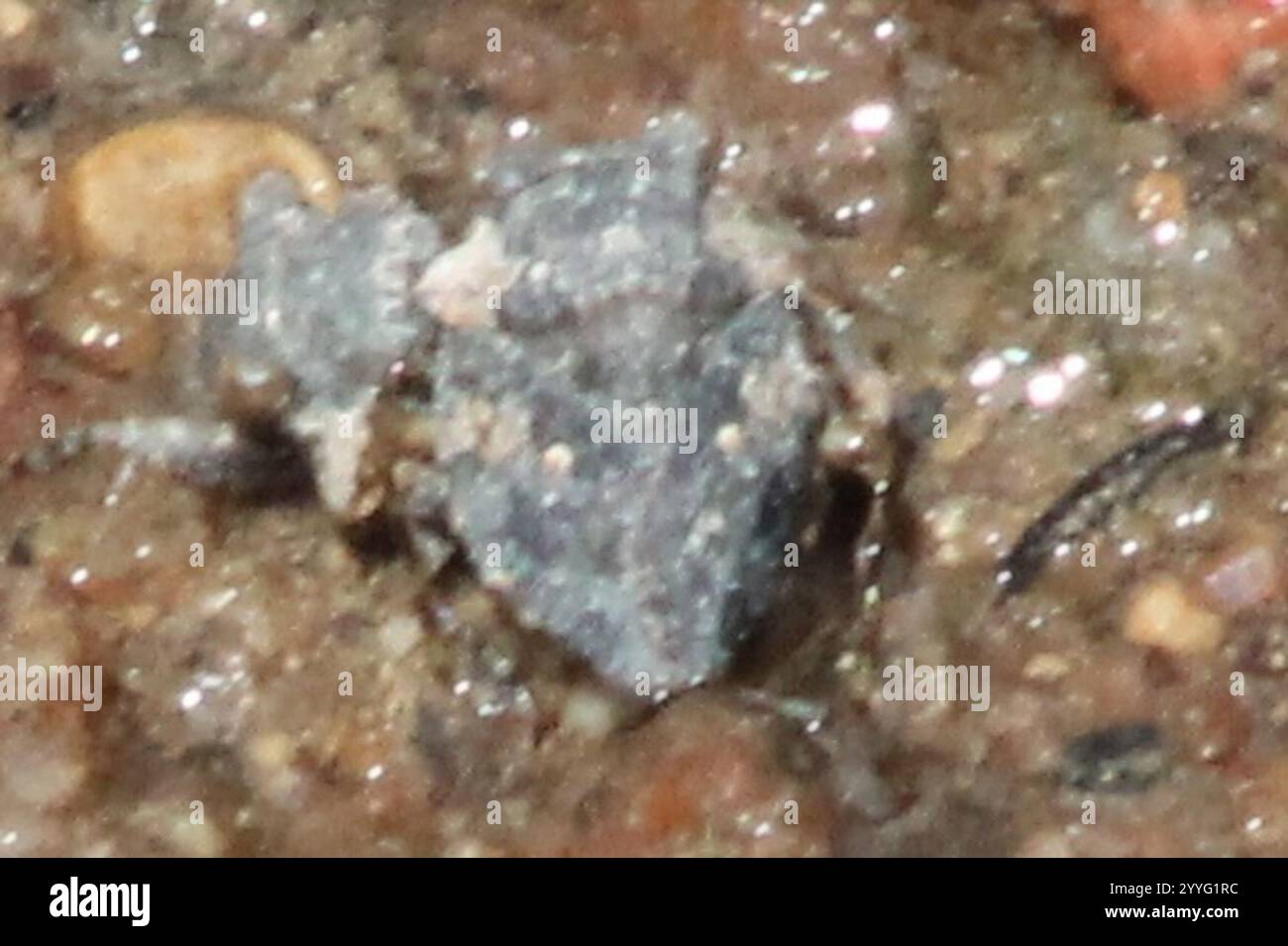 Big-eyed Toad Bug (Gelastocoris oculatus Stock Photo - Alamy