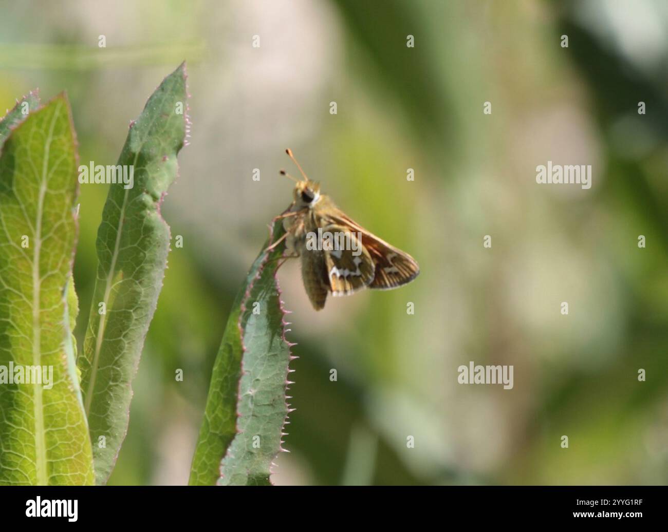 Western Branded Skipper (Hesperia colorado Stock Photo - Alamy