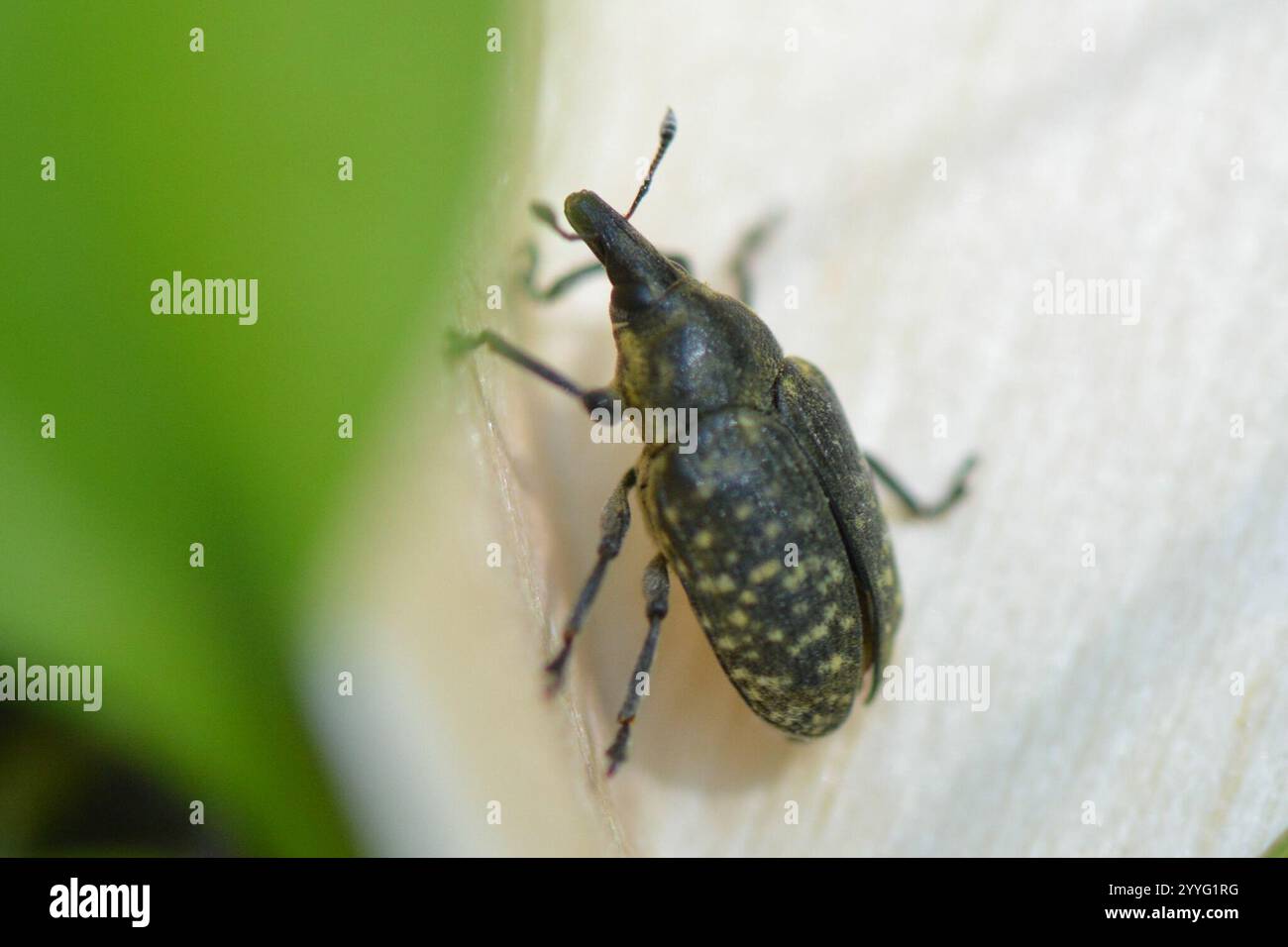 Turbine Cylindrical Weevil (Larinus turbinatus Stock Photo - Alamy