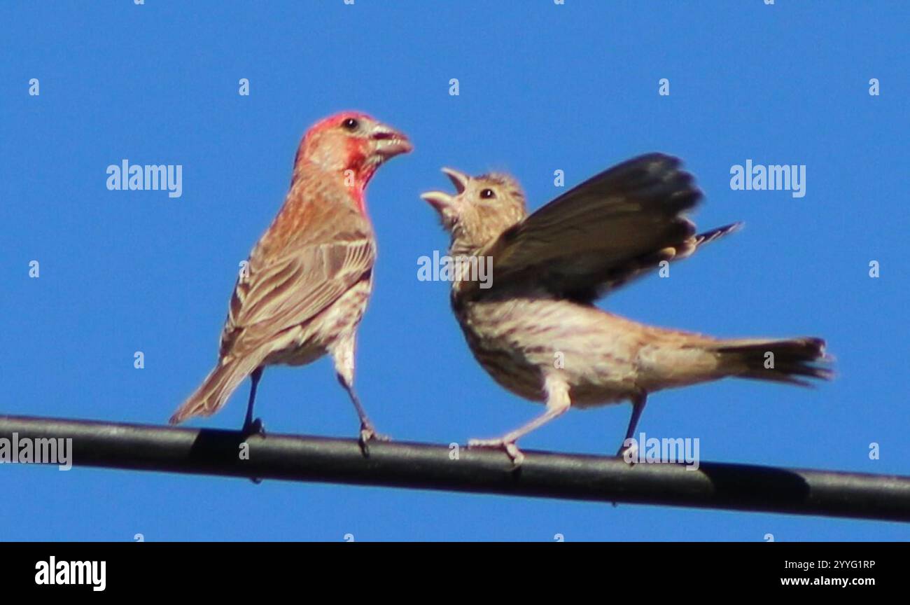 House Finch (Haemorhous mexicanus Stock Photo - Alamy