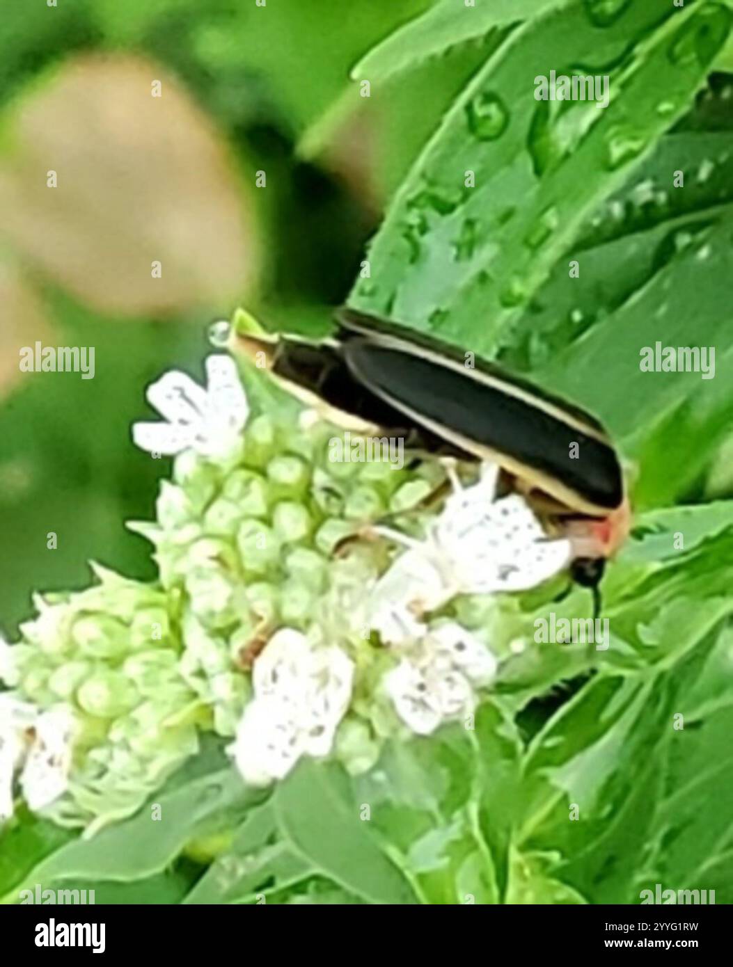 Common Eastern Firefly (Photinus pyralis Stock Photo - Alamy