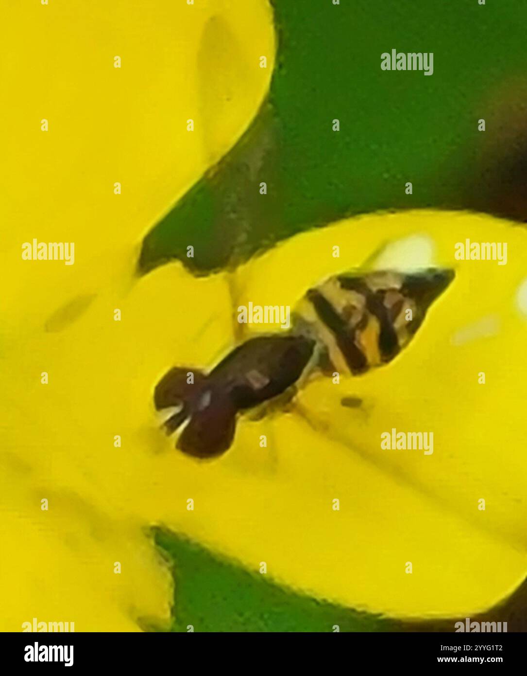 Eastern Calligrapher (Toxomerus geminatus Stock Photo - Alamy