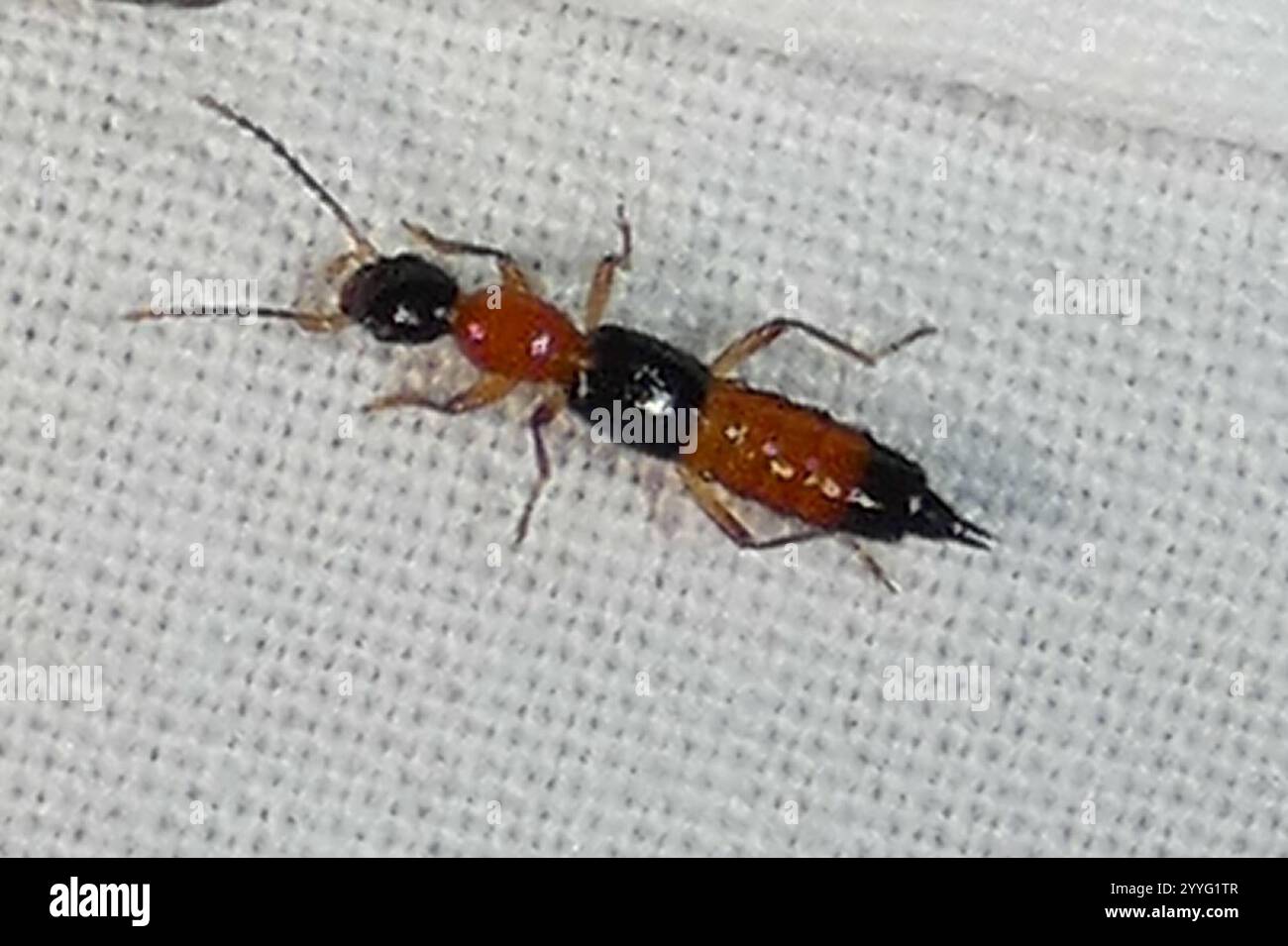 Whiplash Beetles (Paederus Stock Photo - Alamy