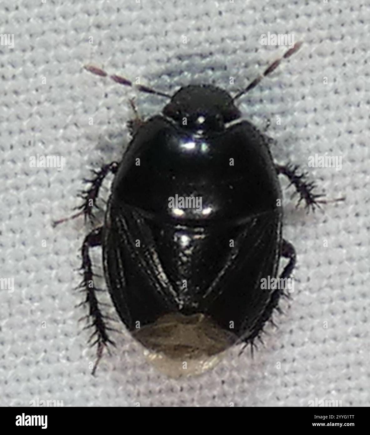 Two-lined Burrowing Bug (Pangaeus bilineatus Stock Photo - Alamy