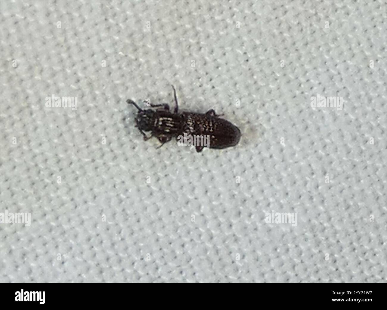 Pycnomerus hi-res stock photography and images - Alamy