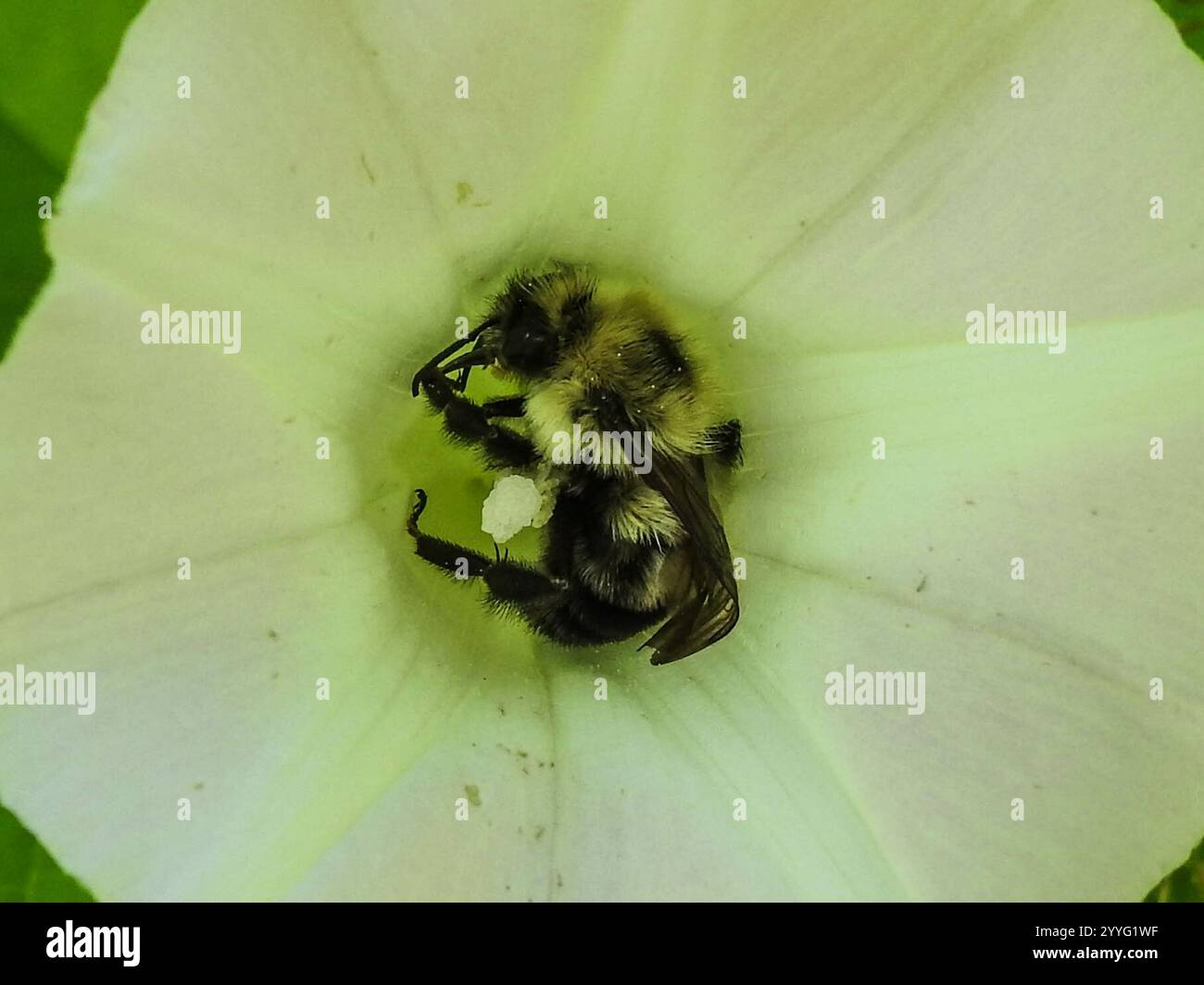 Two-spotted Bumble Bee (Bombus bimaculatus Stock Photo - Alamy