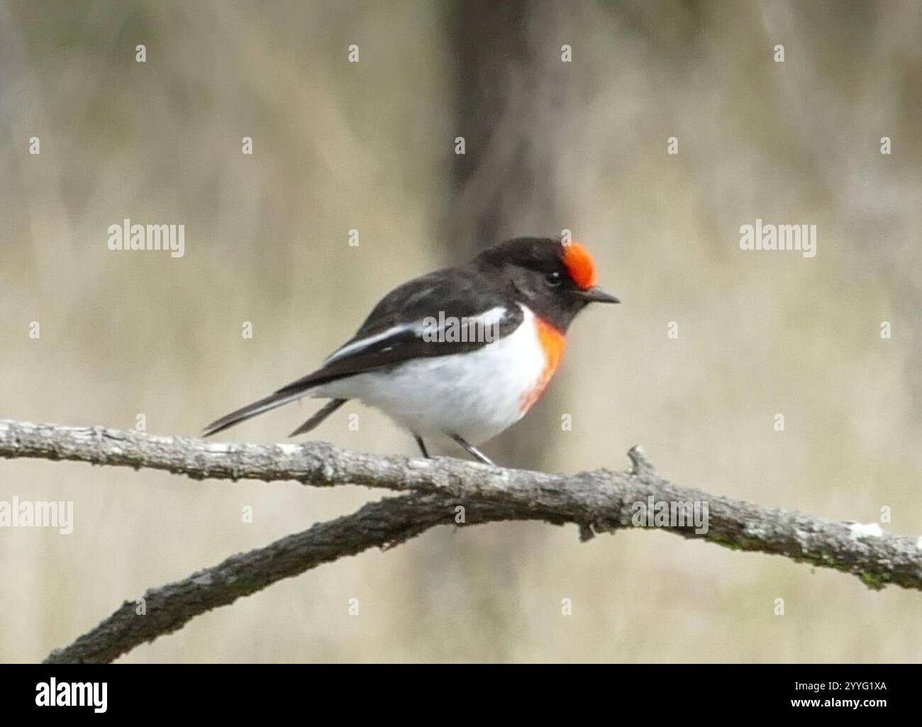 Red-capped Robin (Petroica goodenovii Stock Photo - Alamy