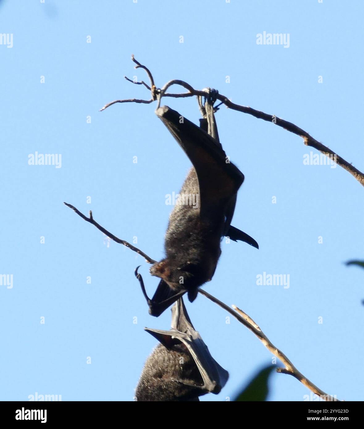 Black Flying-fox (Pteropus alecto Stock Photo - Alamy