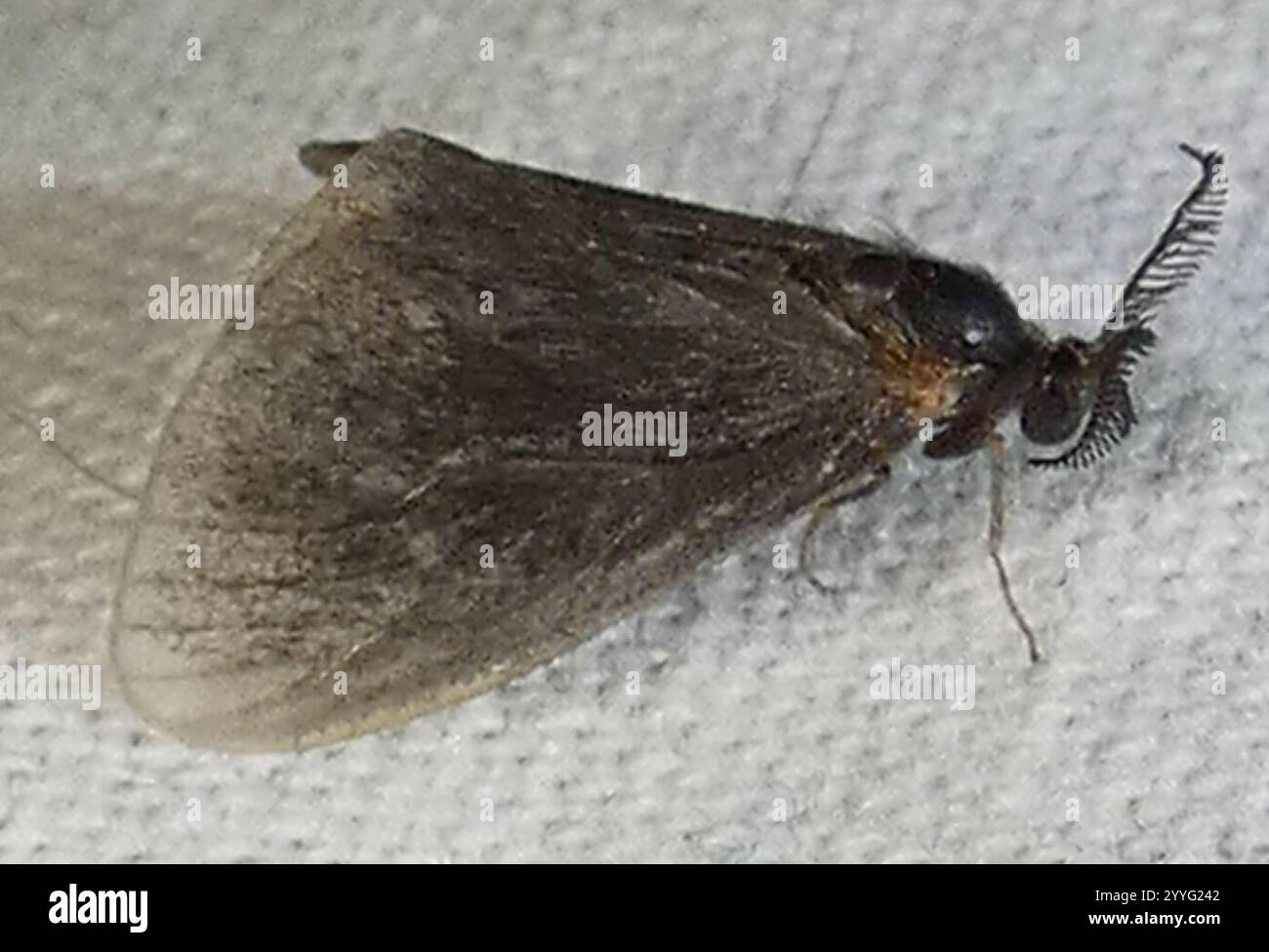 Glover's Bagworm Moth (Cryptothelea gloverii Stock Photo - Alamy
