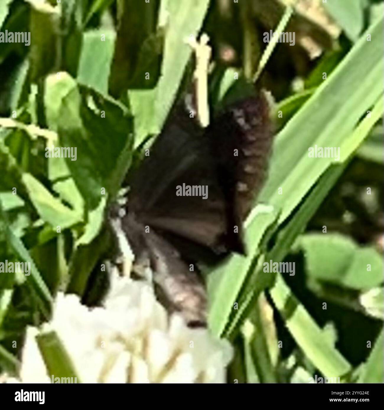 Common Sootywing (Pholisora catullus Stock Photo - Alamy