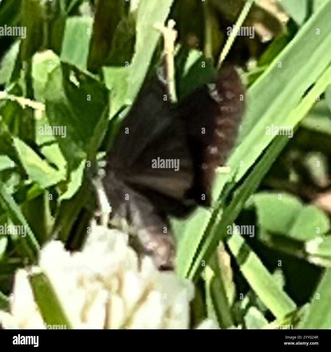 Common Sootywing (Pholisora catullus Stock Photo - Alamy