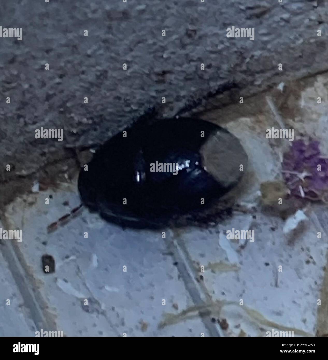 Two-lined Burrowing Bug (Pangaeus bilineatus Stock Photo - Alamy