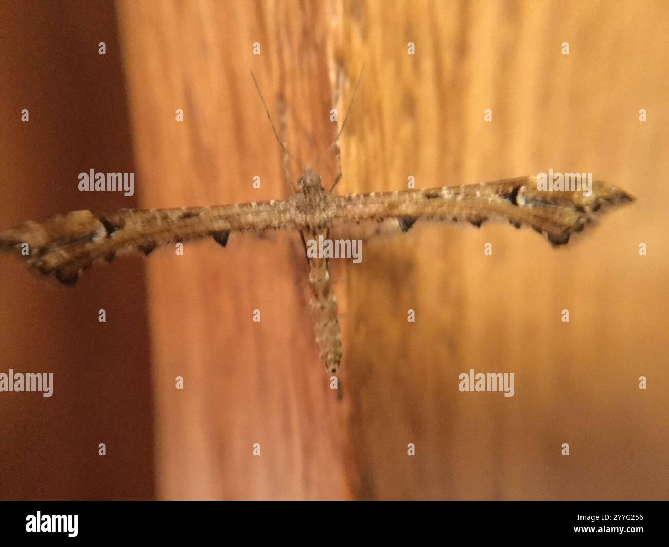 Geranium moth hi-res stock photography and images - Alamy