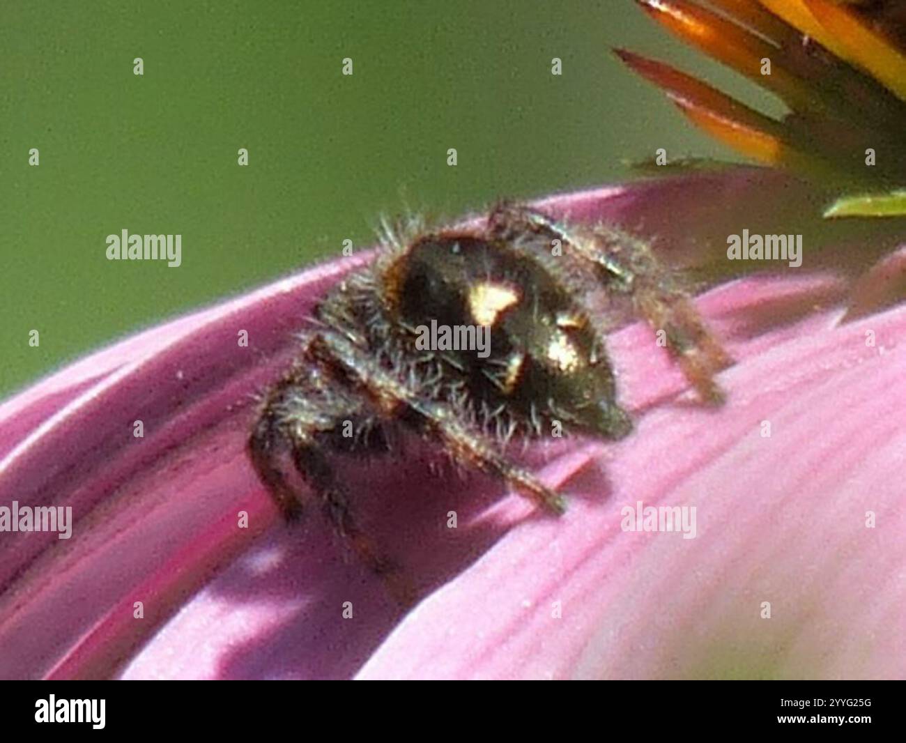 Bold Jumping Spider (Phidippus audax Stock Photo - Alamy
