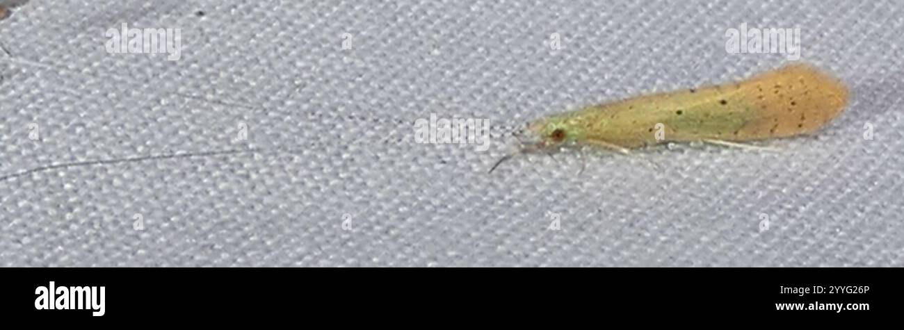 Nectopsyche hi-res stock photography and images - Alamy