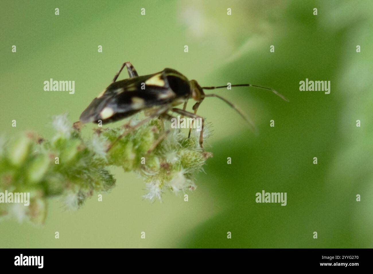 Three Spotted Nettle Bug (Liocoris tripustulatus Stock Photo - Alamy